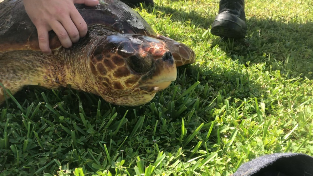 Video: U.S. Coast Guard Rescues Injured Sea Turtle